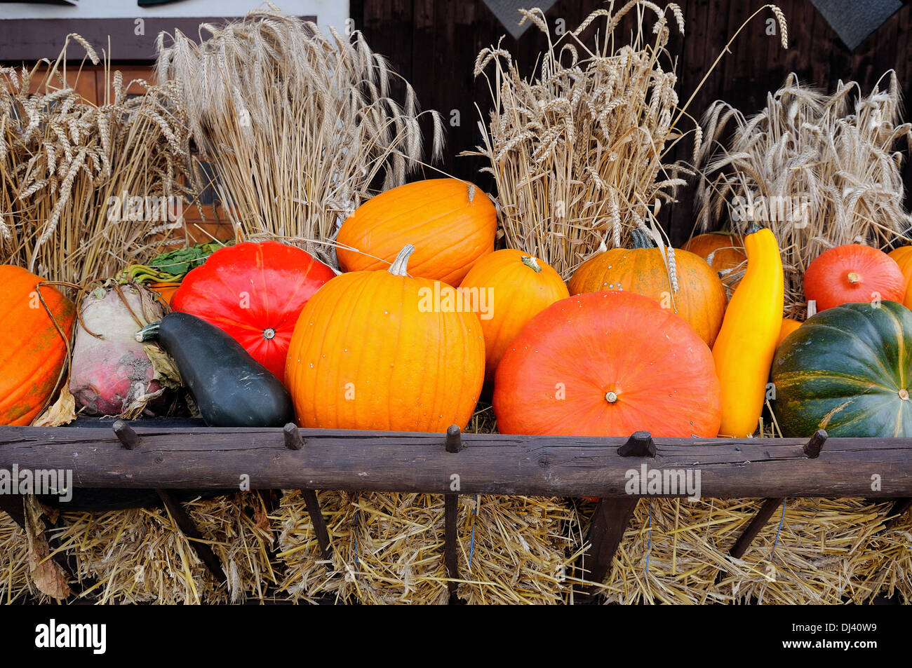 Dining edible gourd hi-res stock photography and images - Alamy