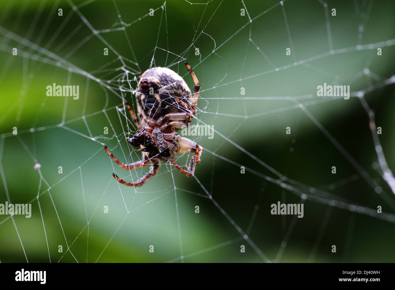 Spider eat the Stock Photo - Alamy