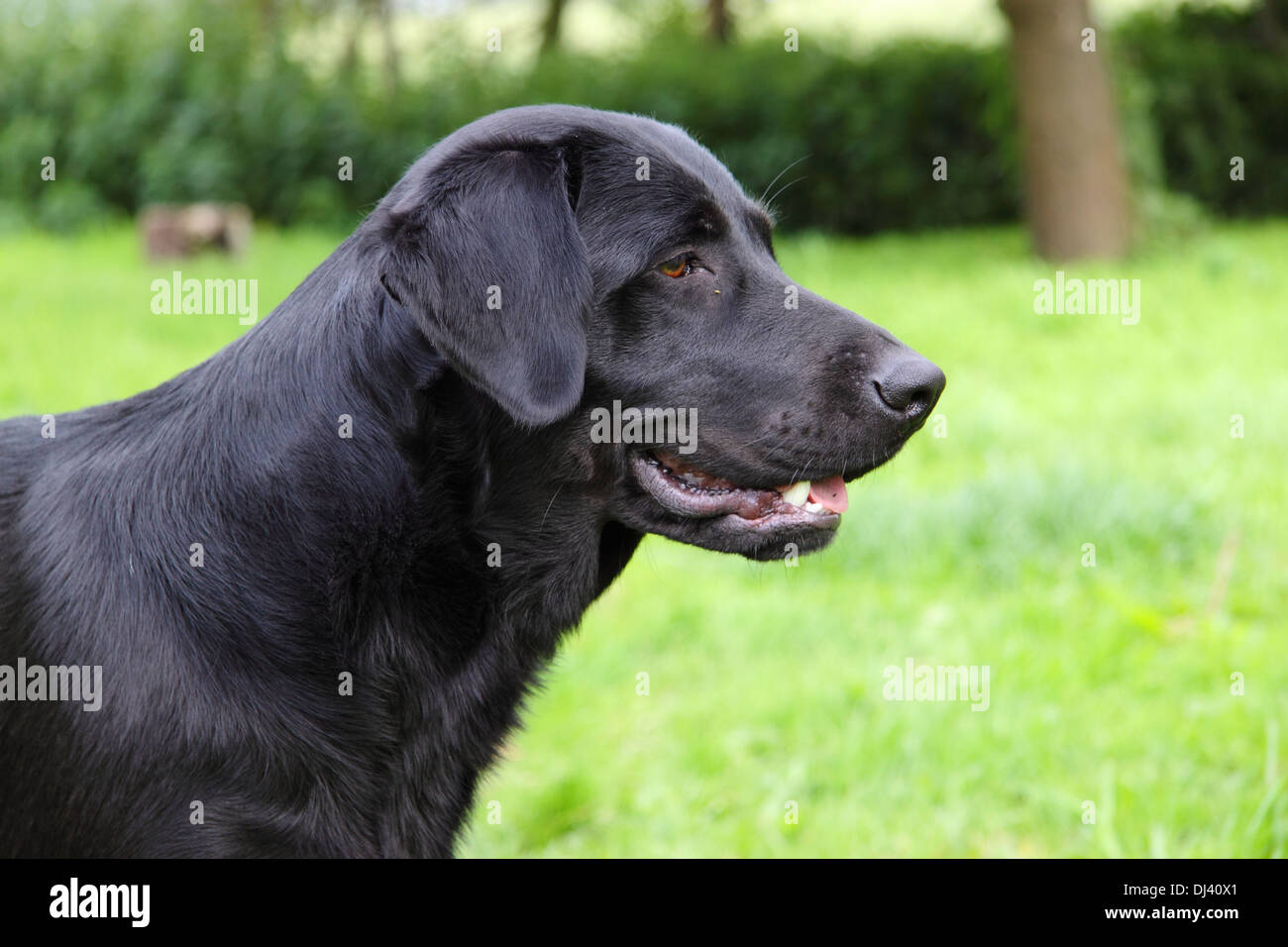 Labradormix hi-res stock photography and images - Alamy