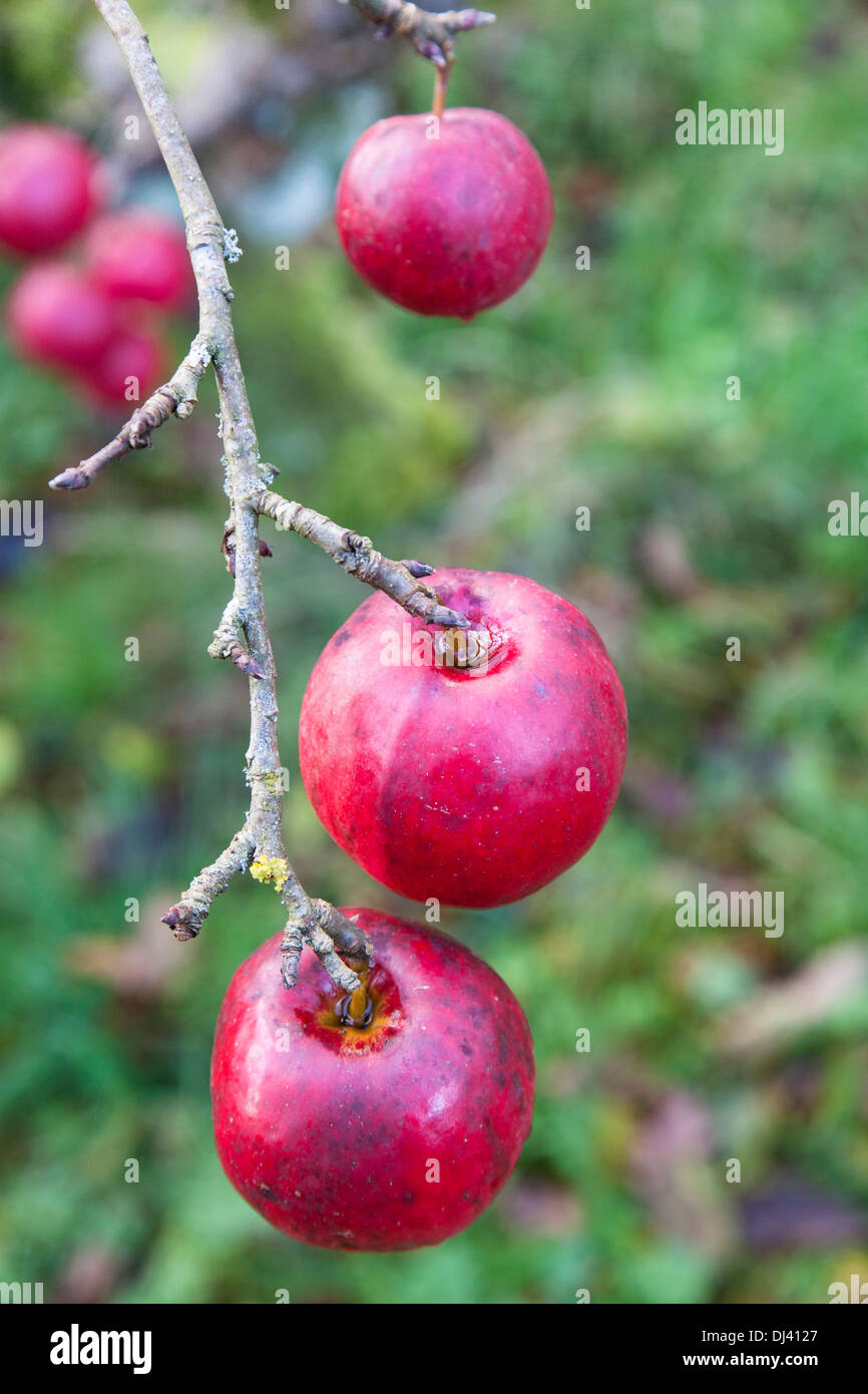 Close-up of Idared apples with dew around the stalks, still on the tree ...