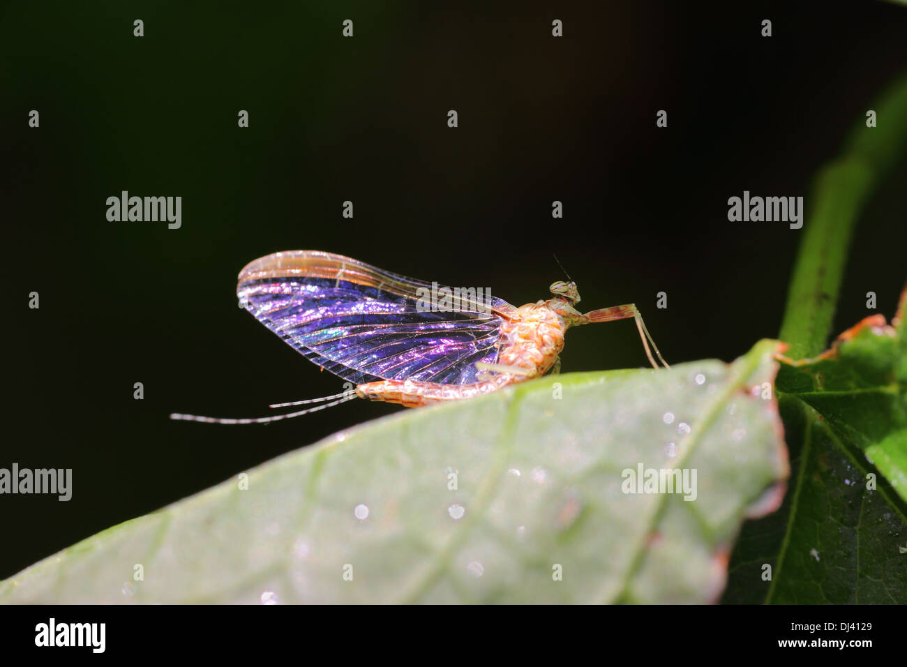 Rainbowcolor hi-res stock photography and images - Alamy