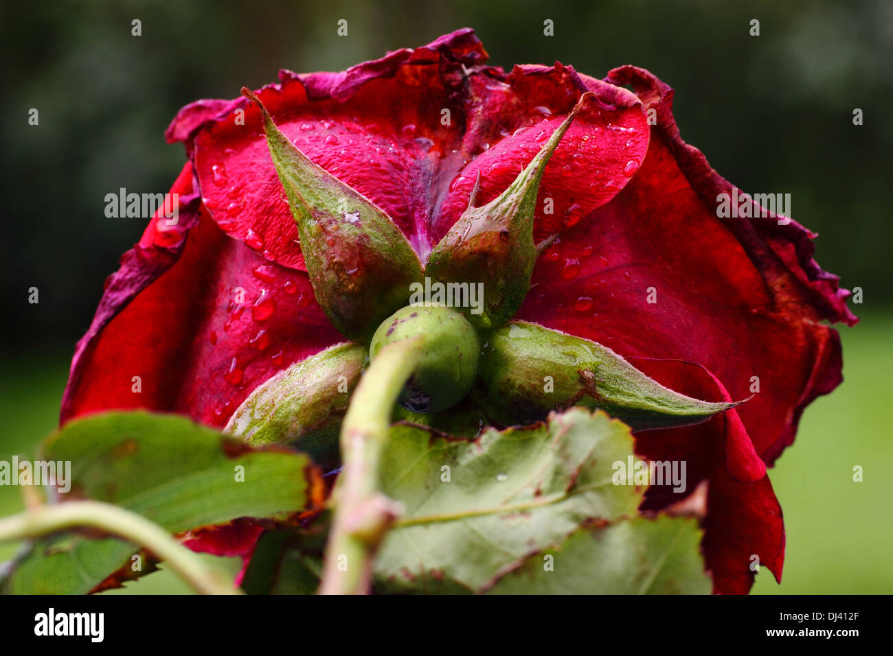 Wilted rose garden hi-res stock photography and images - Alamy