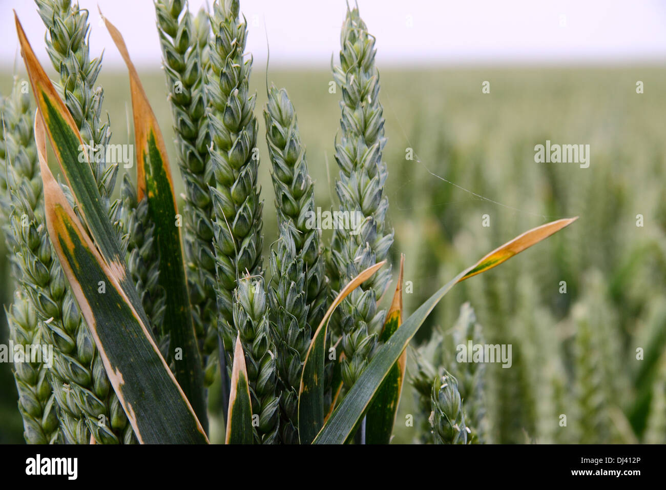 Halm Halme High Resolution Stock Photography and Images - Alamy