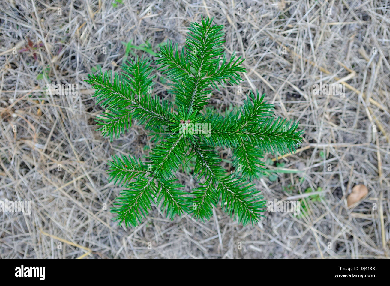 Star tr hi-res stock photography and images - Alamy