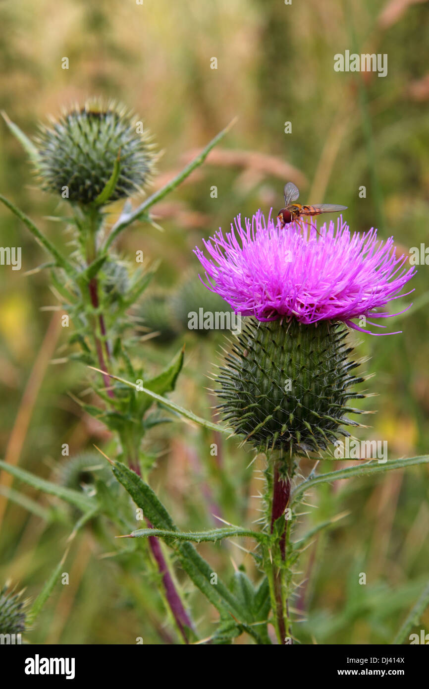 Hair thistle hi-res stock photography and images - Alamy