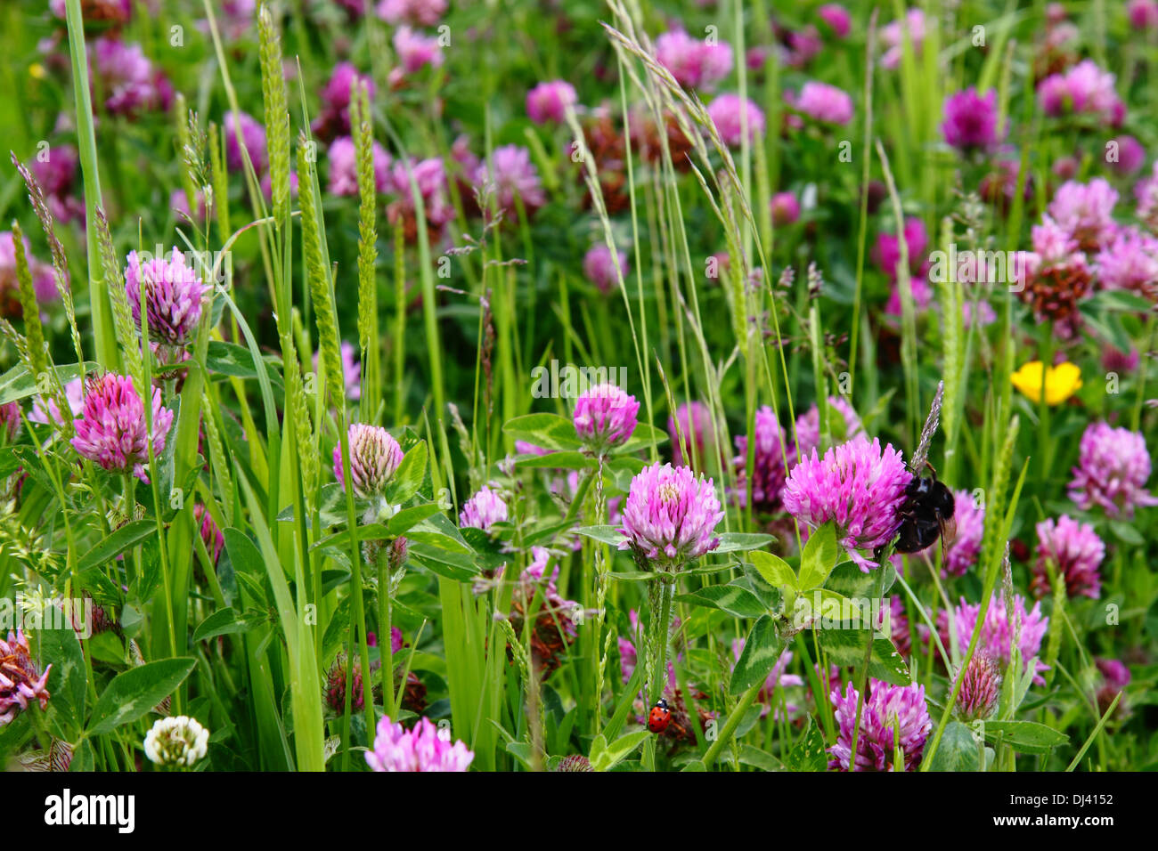 Insect red clover hi-res stock photography and images - Alamy