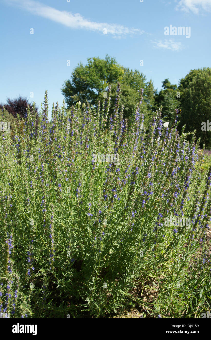 Hyssopus officinalis, Ysop, hyssop Stock Photo - Alamy