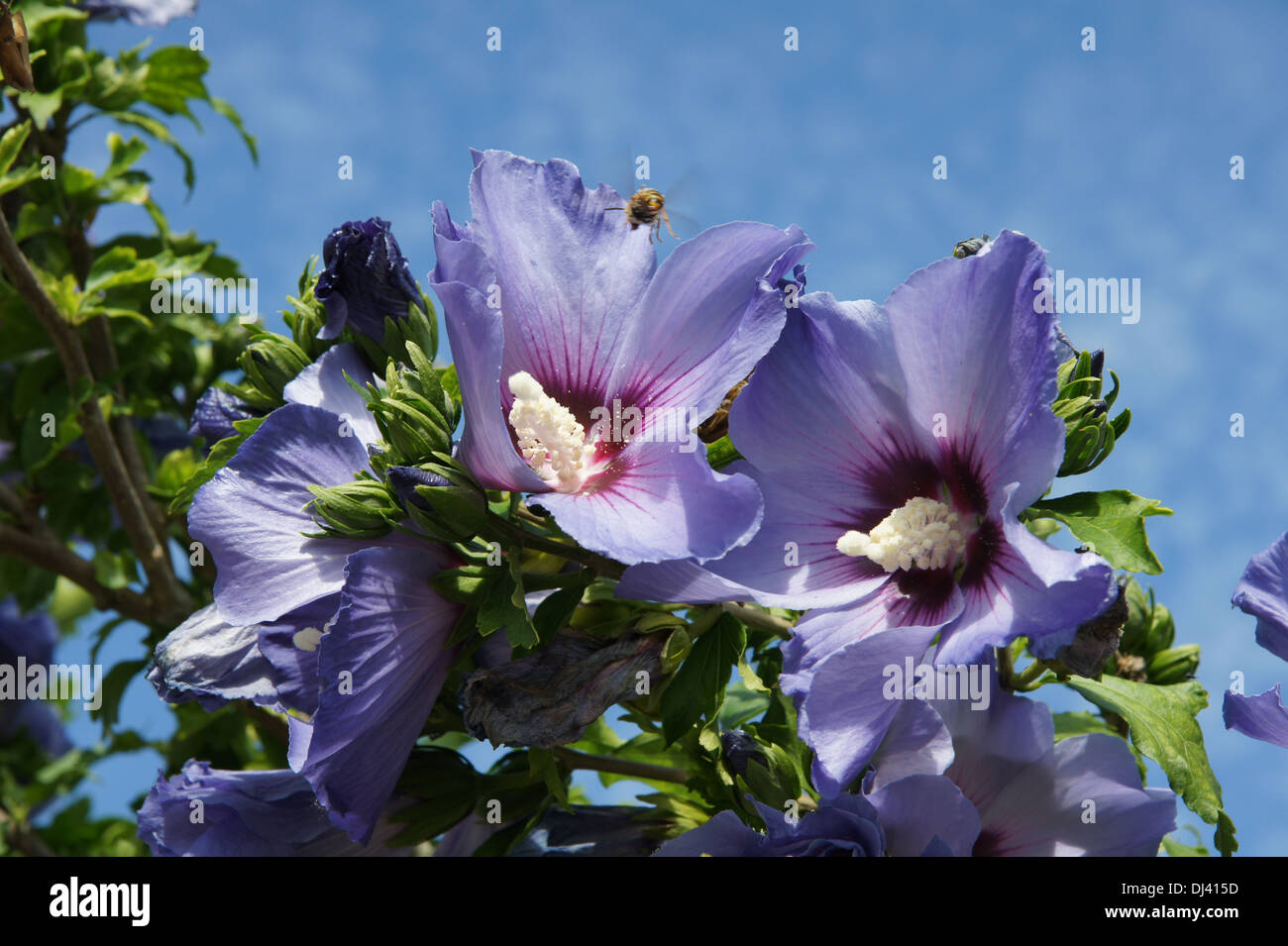 Hibiscus syriacus, Eibisch, shrub althea Stock Photo - Alamy