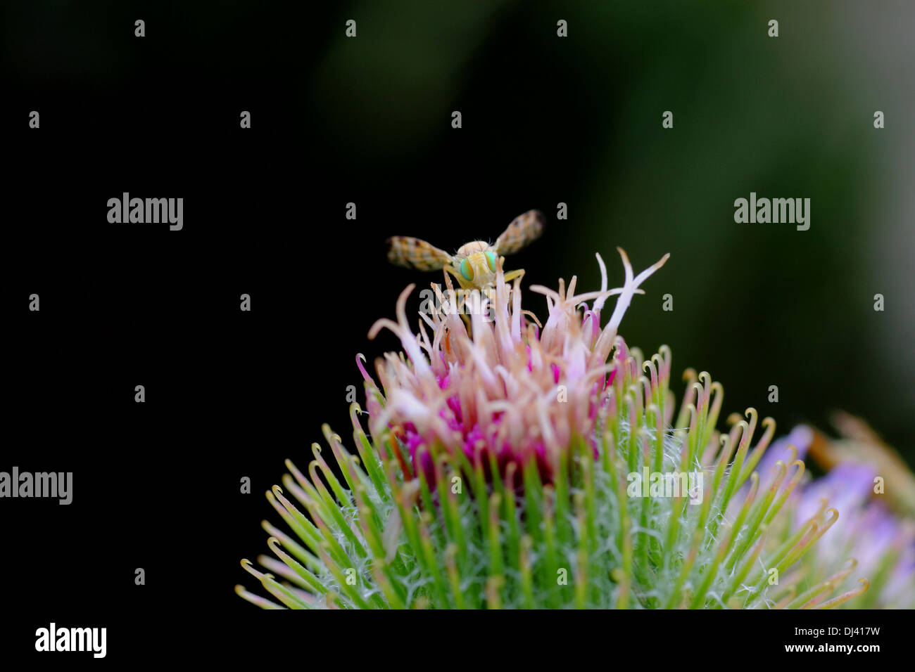 Insect and Flower Stock Photo - Alamy
