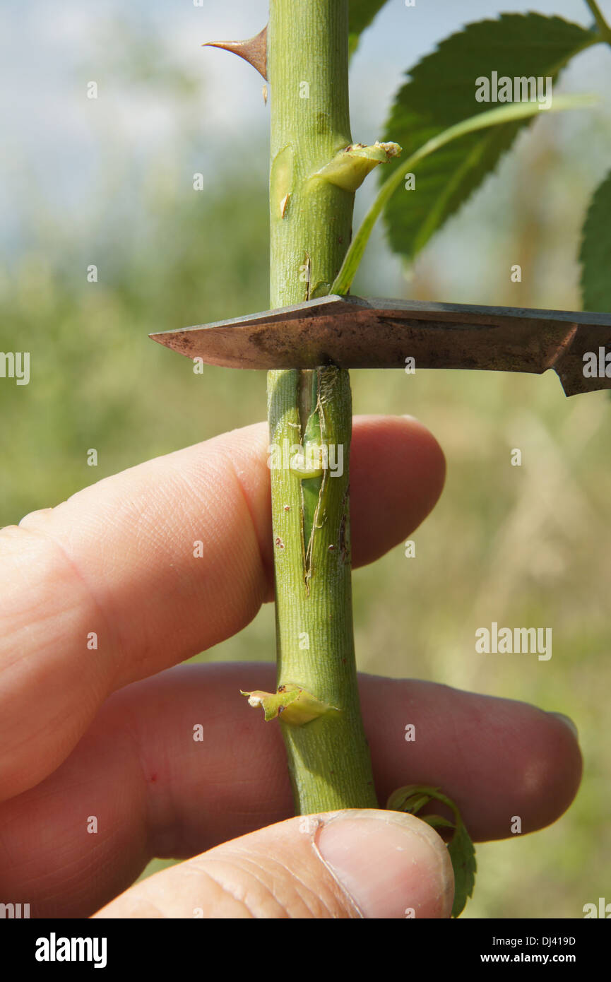 Okulieren hi-res stock photography and images - Alamy