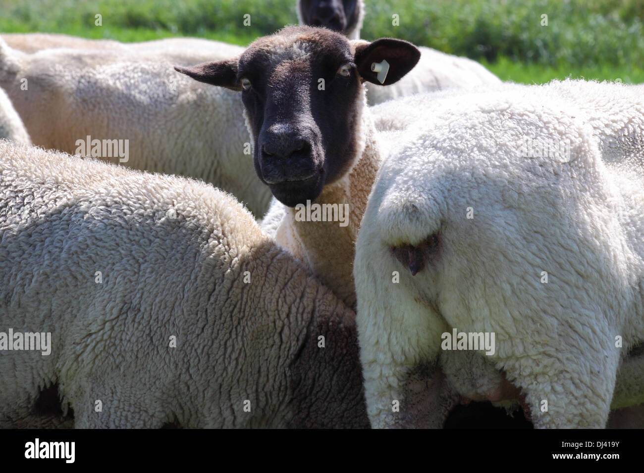 Schwarzkopf sheep hi-res stock photography and images - Alamy