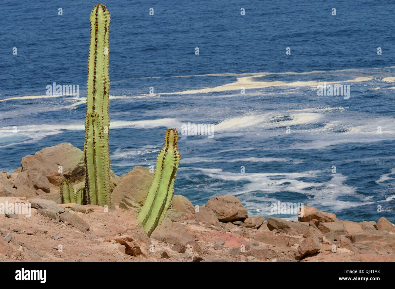 cactus and pacific ocean Stock Photo - Alamy