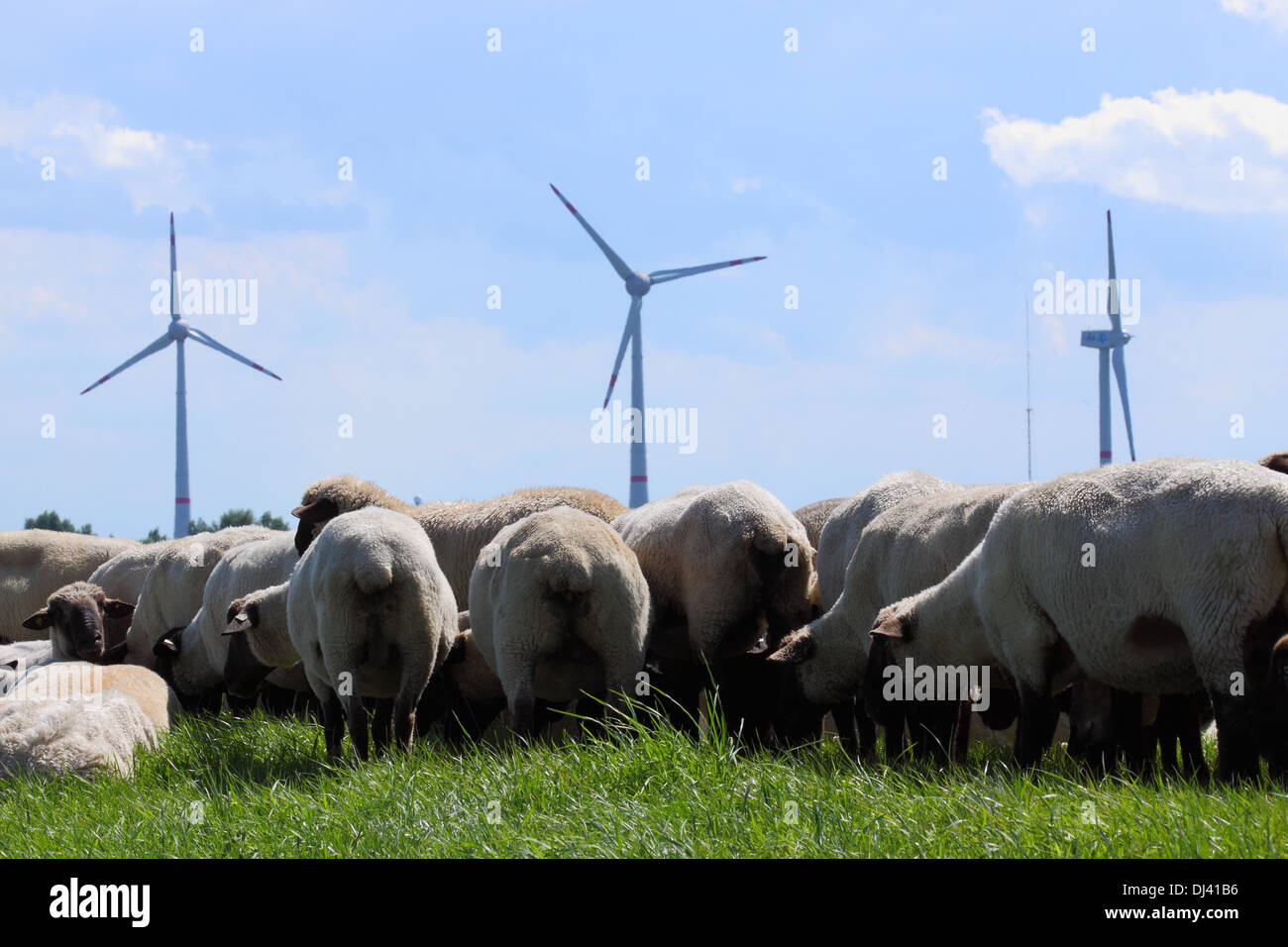 Sheep and Wind Power Stock Photo - Alamy