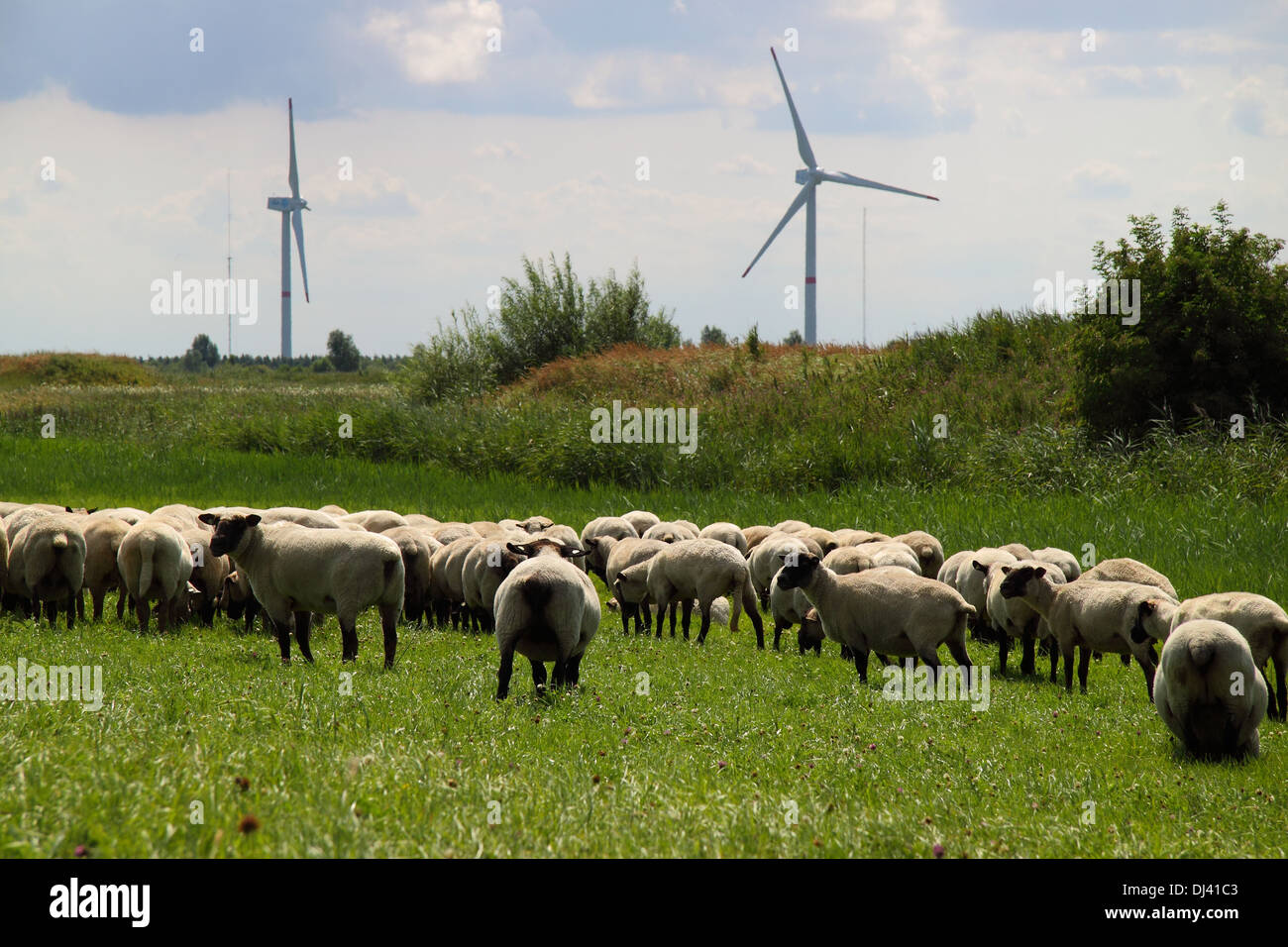 Sheep and Wind Power Stock Photo - Alamy