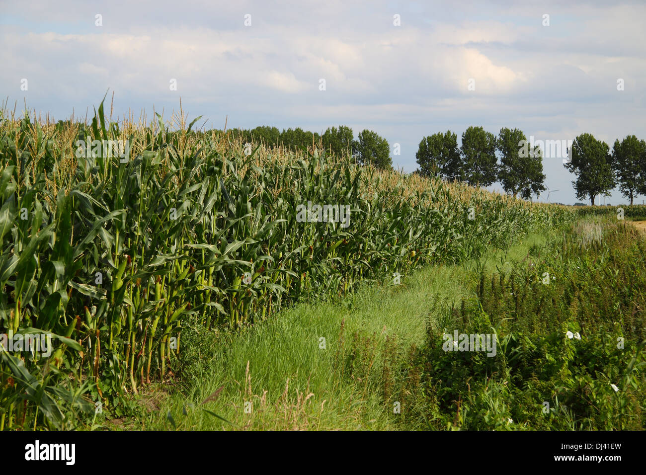 At the edge of corn field Stock Photo - Alamy