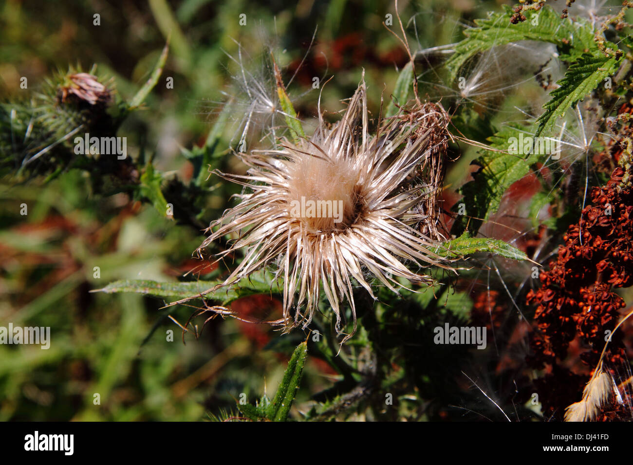 Hair thistle hi-res stock photography and images - Alamy