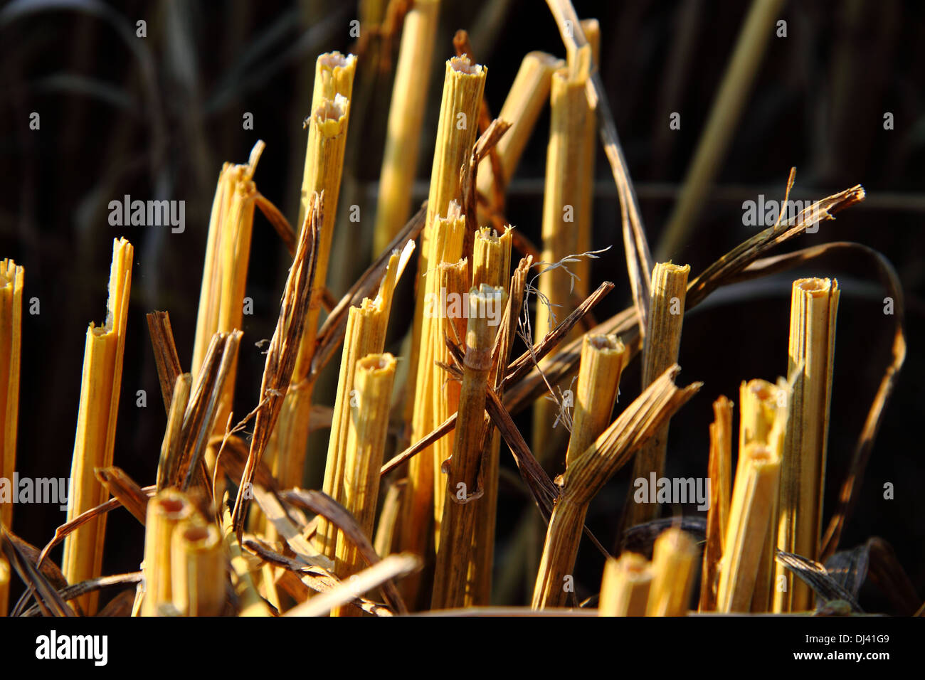 Halm halme hi-res stock photography and images - Alamy