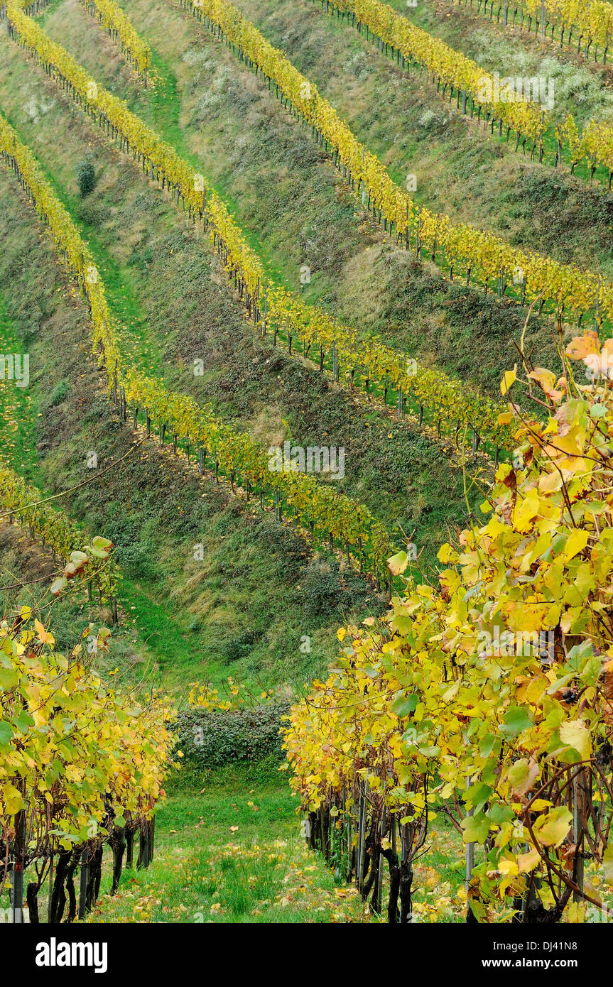 View of the vineyard Stock Photo - Alamy