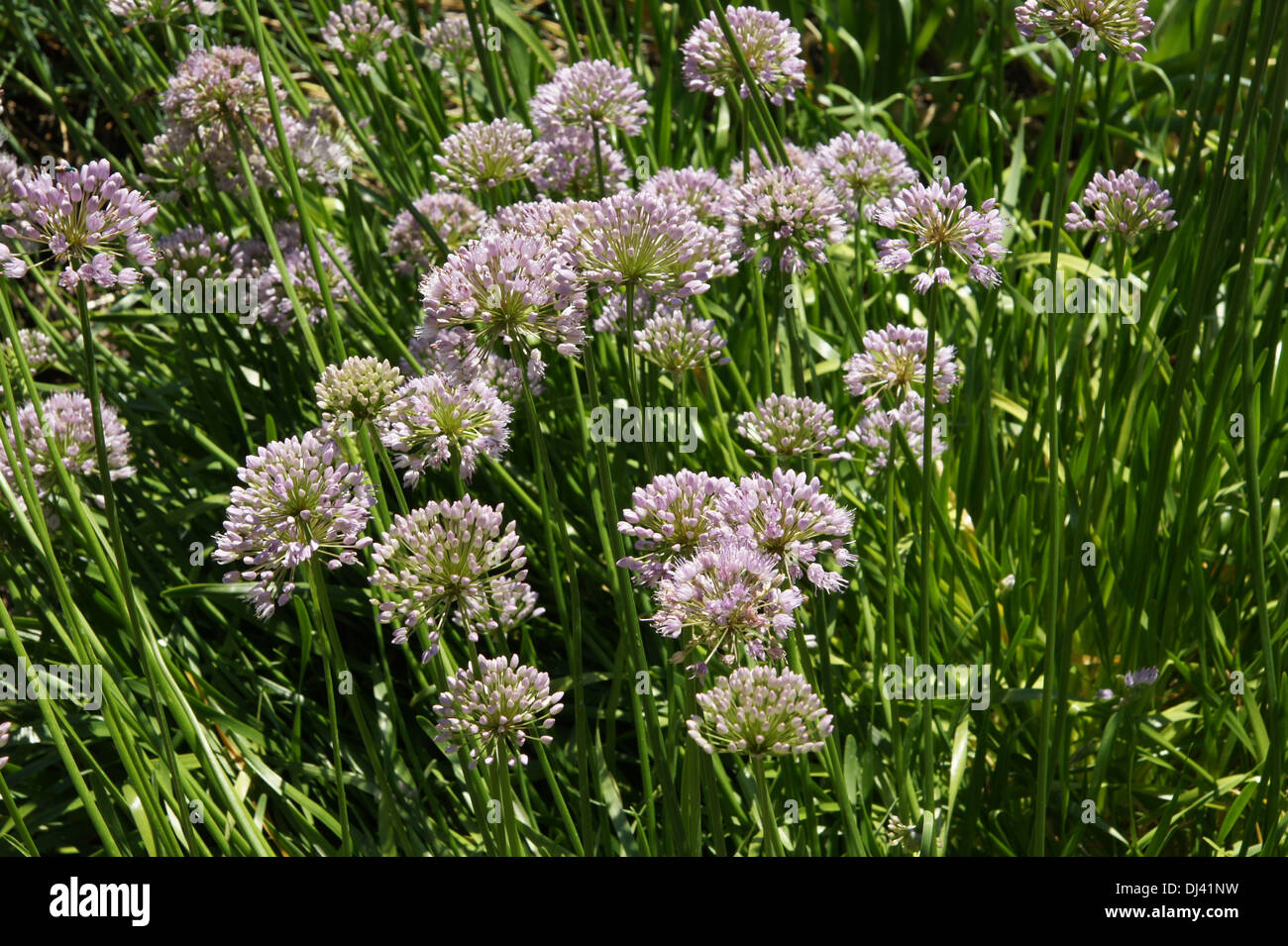 Allium ascalonicum hi-res stock photography and images - Alamy