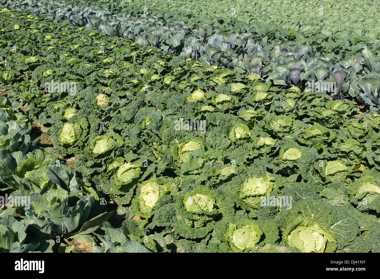 Brassica oleracea hi-res stock photography and images - Alamy