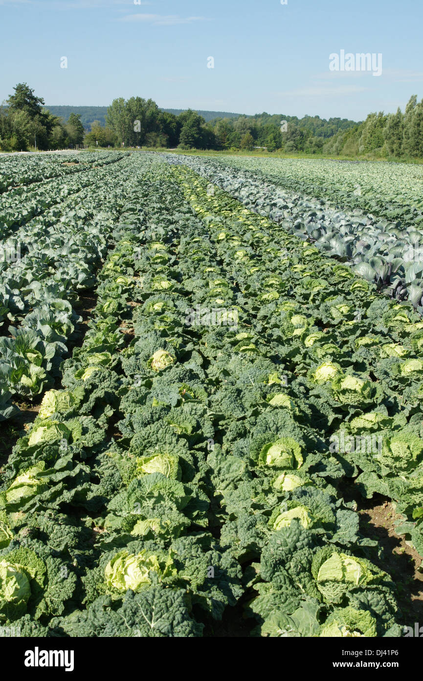 Wirsing cabbage hi-res stock photography and images - Alamy