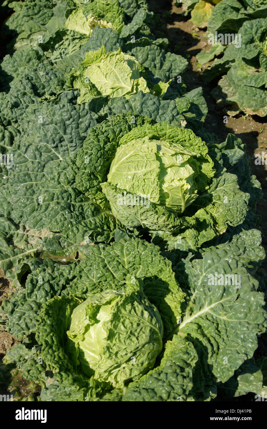 Wirsing cabbage hi-res stock photography and images - Alamy