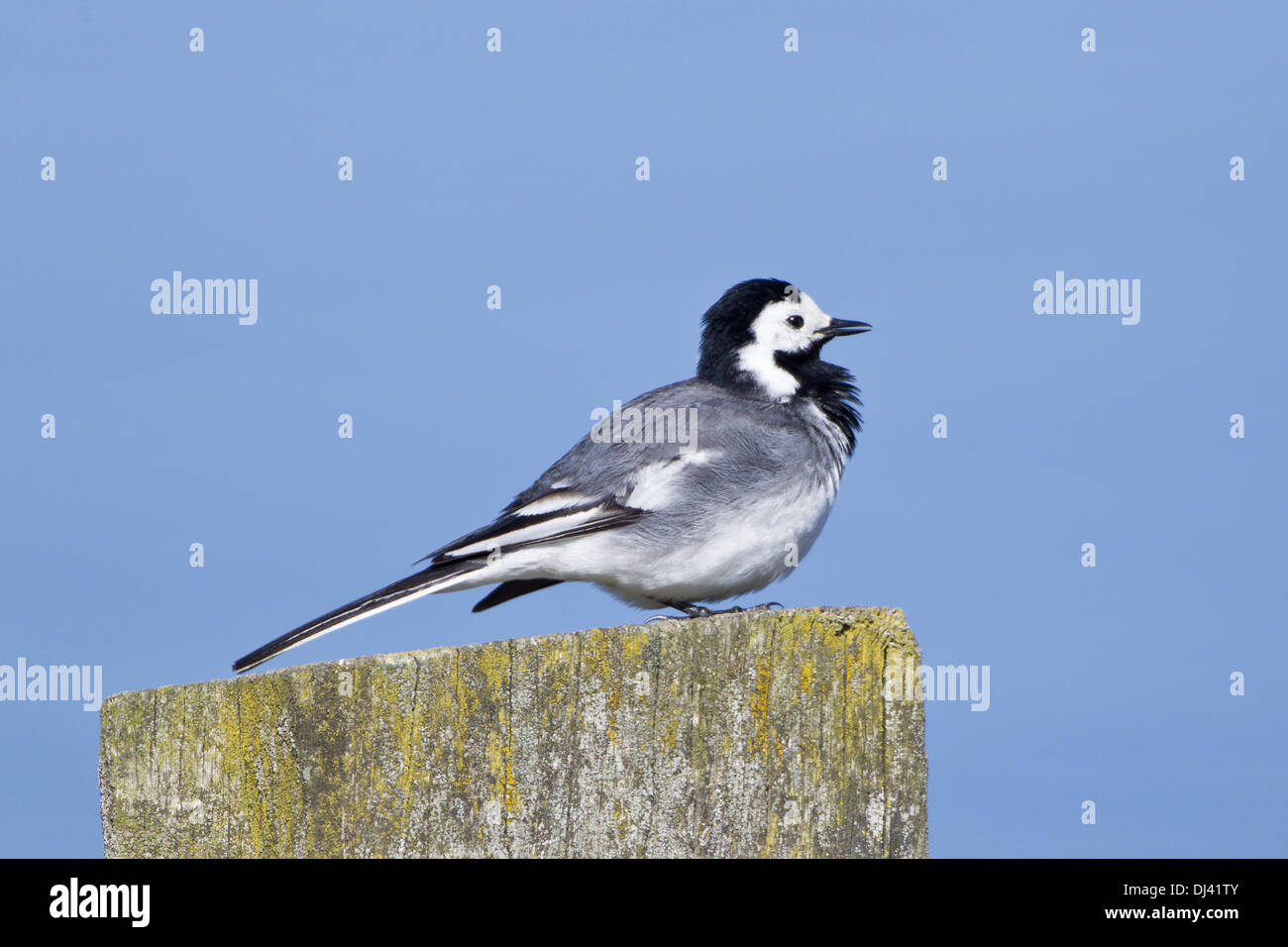 White Wagtail (Motacilla alba Stock Photo - Alamy