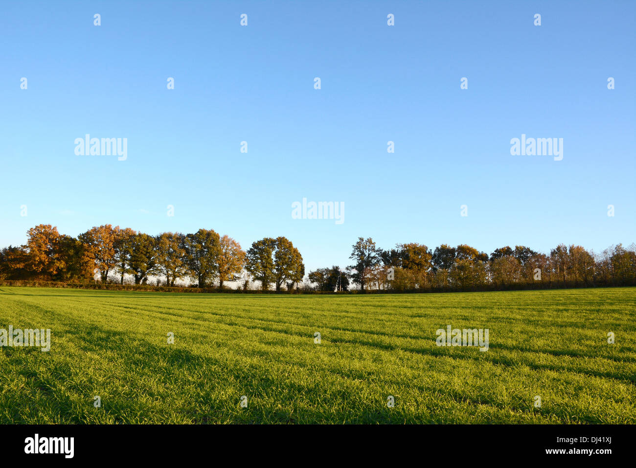 View across a green farm field edged by deciduous trees in autumn Stock ...