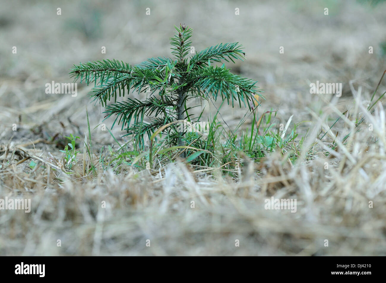 Little seedling young tree hi-res stock photography and images - Alamy