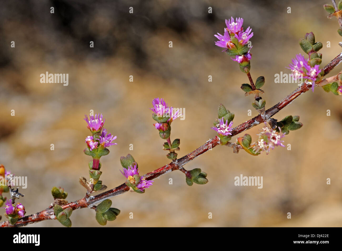 Ruschia sp., Namaqualand, South Africa Stock Photo - Alamy