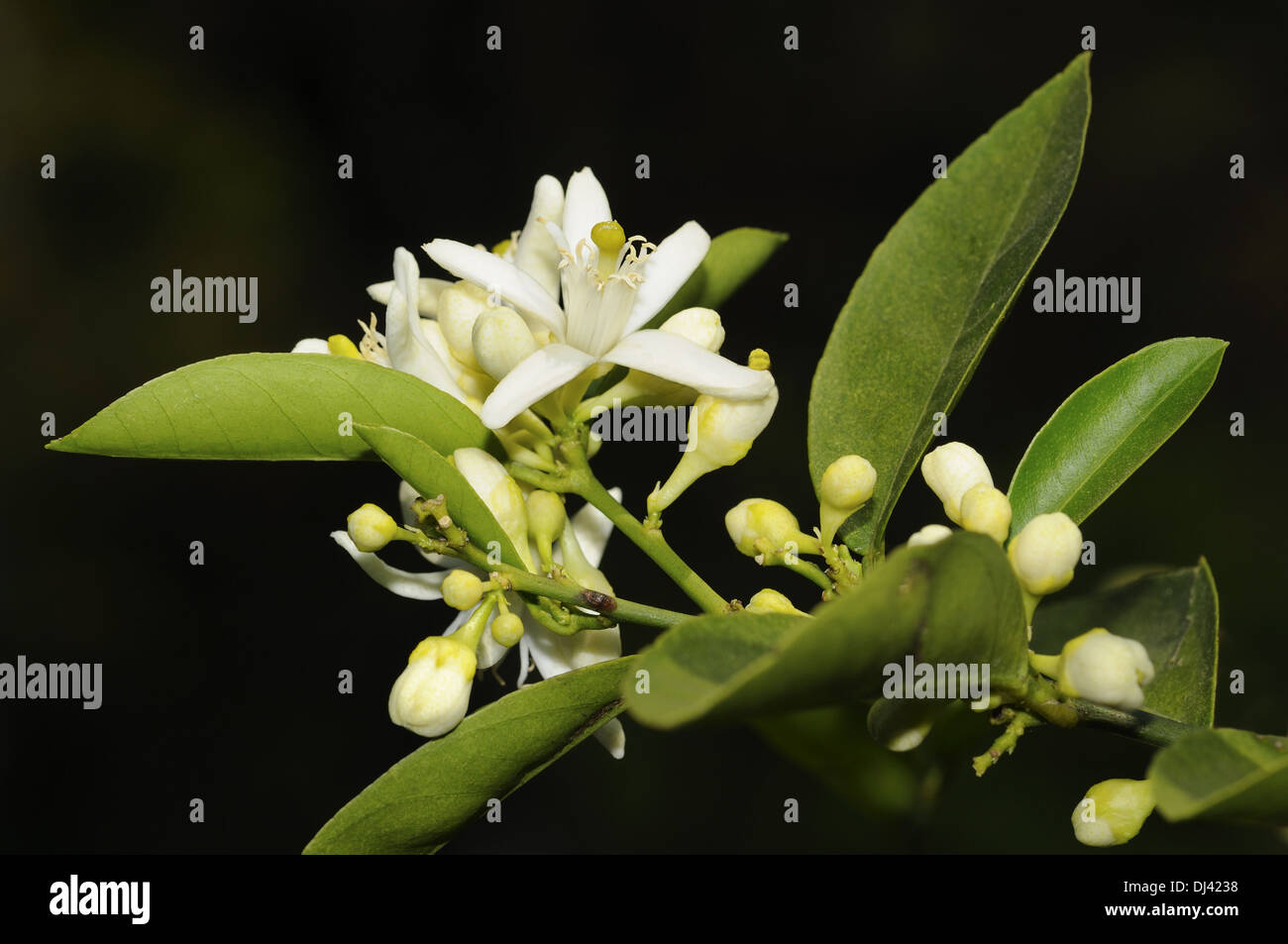 Citrus flower hi-res stock photography and images - Alamy