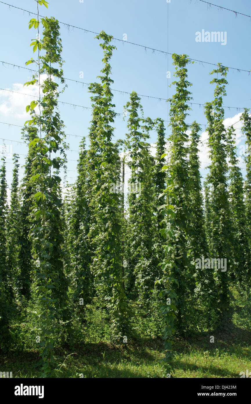 Humulus lupulus, Hopfen, hop Stock Photo - Alamy
