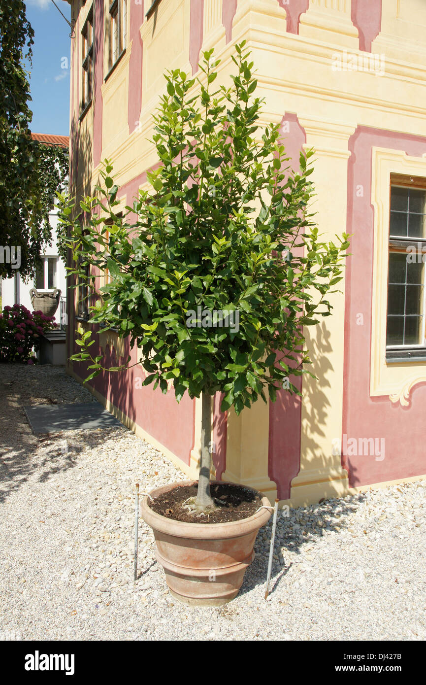 Laurus nobilis hi-res stock photography and images - Alamy