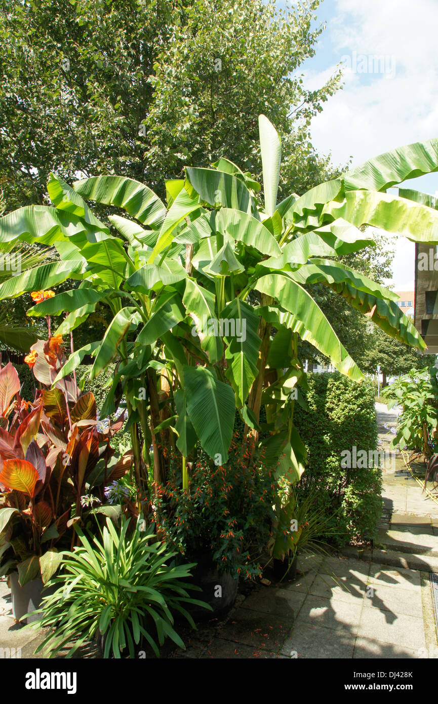 Musa ensete, Bananenstaude, banana Stock Photo - Alamy