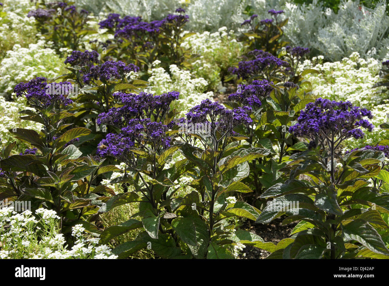 Garden heliotrop hi-res stock photography and images - Alamy
