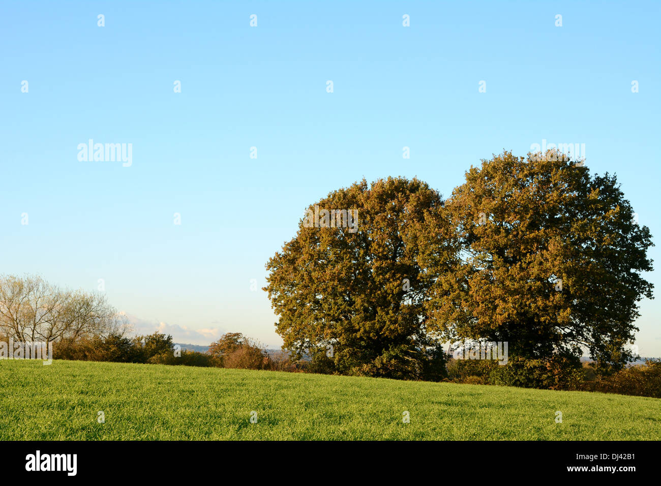 Mature oak trees hi-res stock photography and images - Alamy
