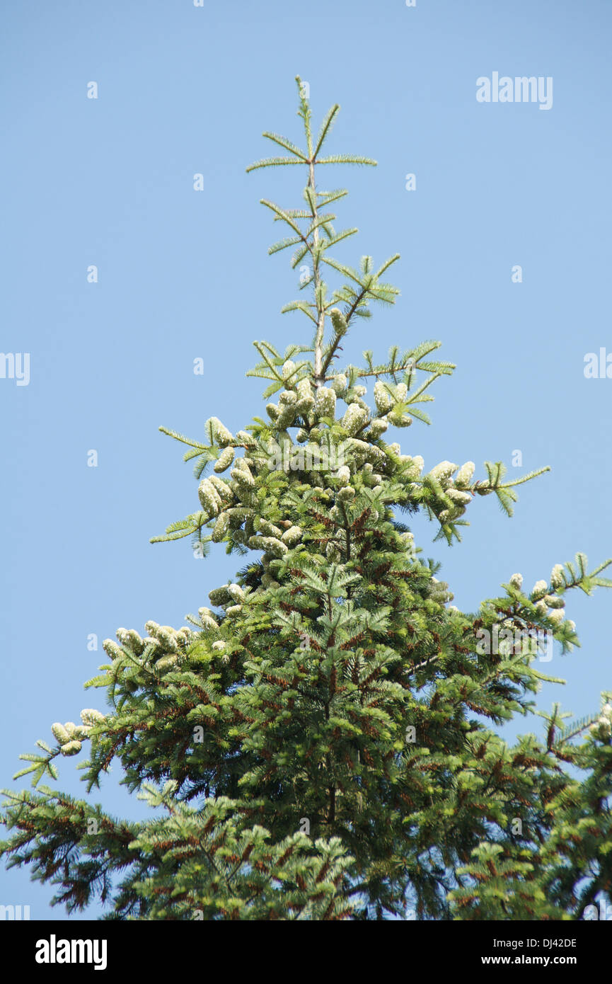 Nordmann hi-res stock photography and images - Alamy