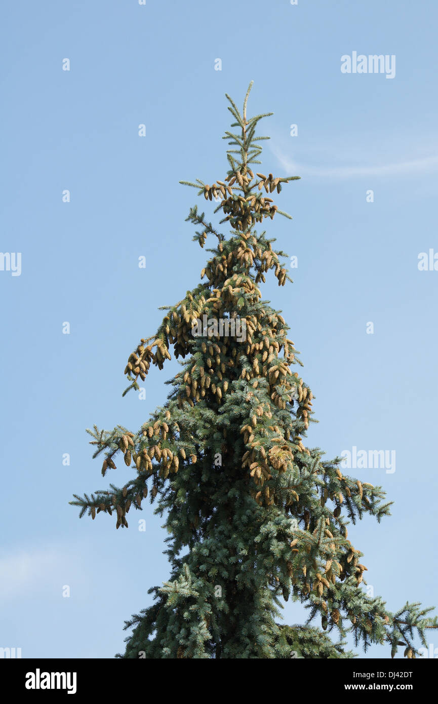 Blue spruce tree hi-res stock photography and images - Alamy