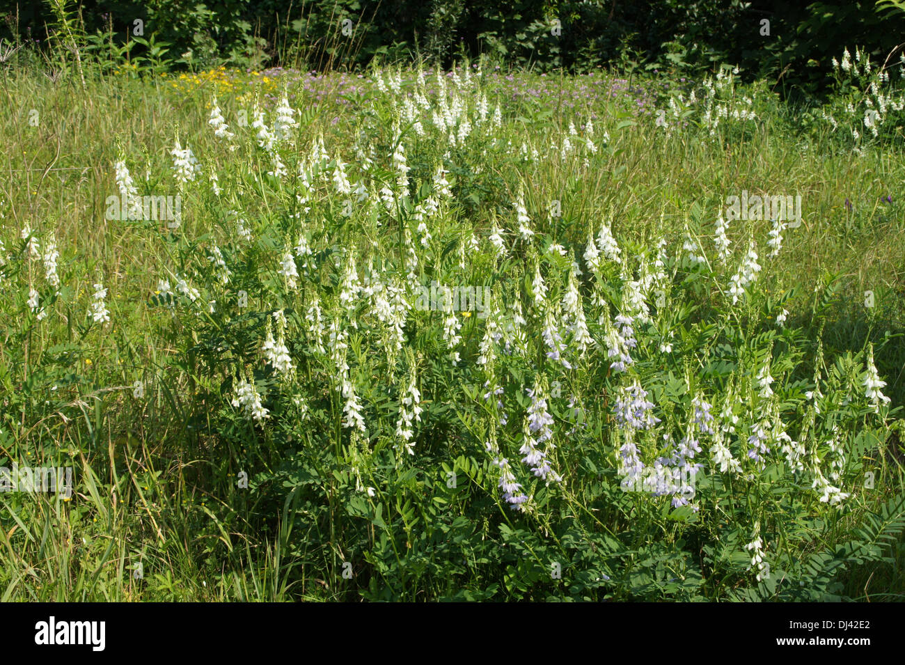 Goats rue hi-res stock photography and images - Alamy