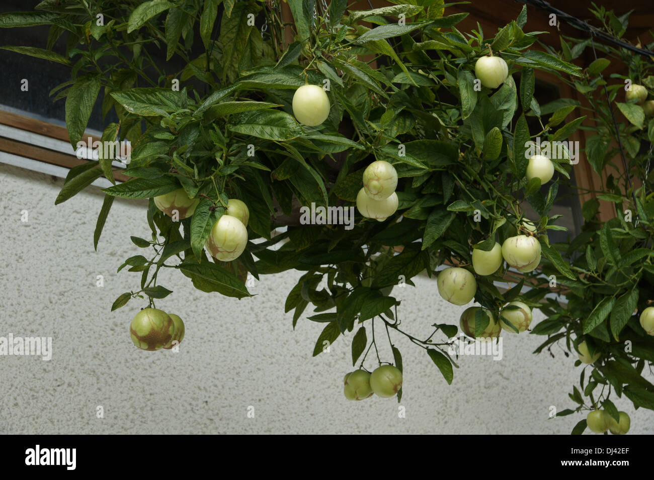 Solanum muricatum, Birnenmelone, Pepino Stock Photo - Alamy