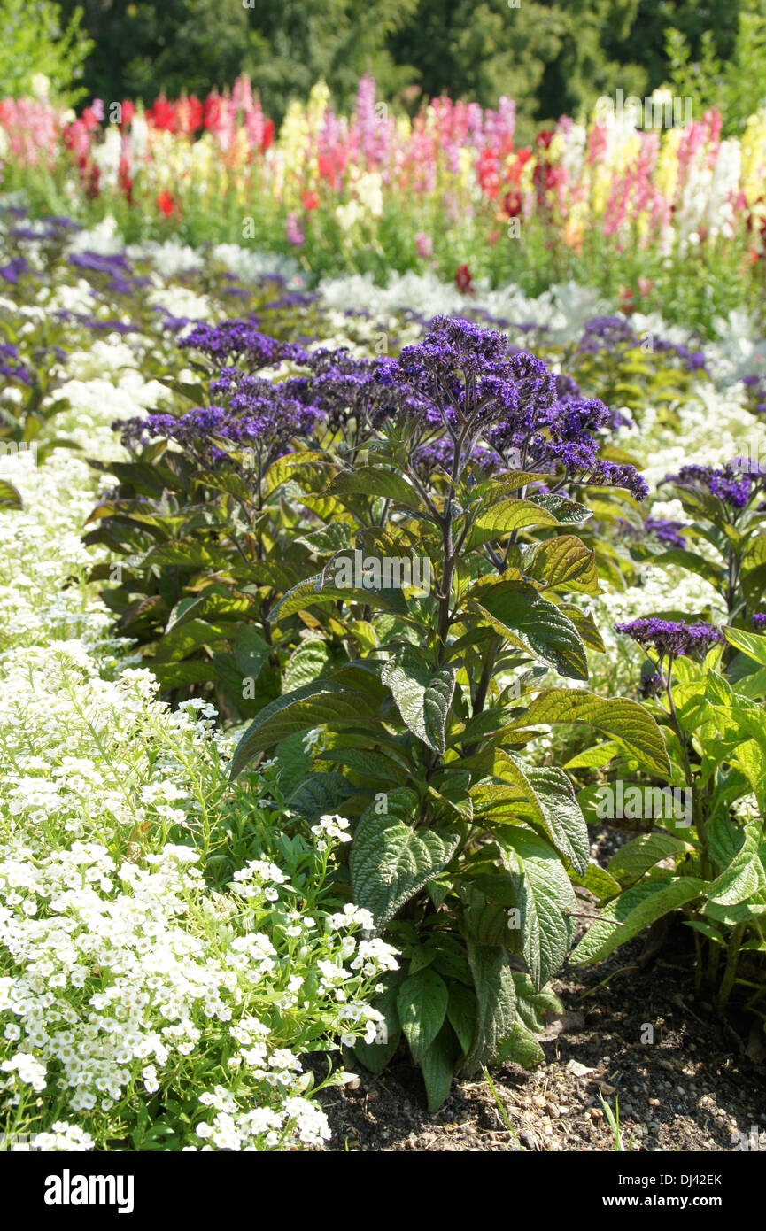 Heliotrope hi-res stock photography and images - Alamy