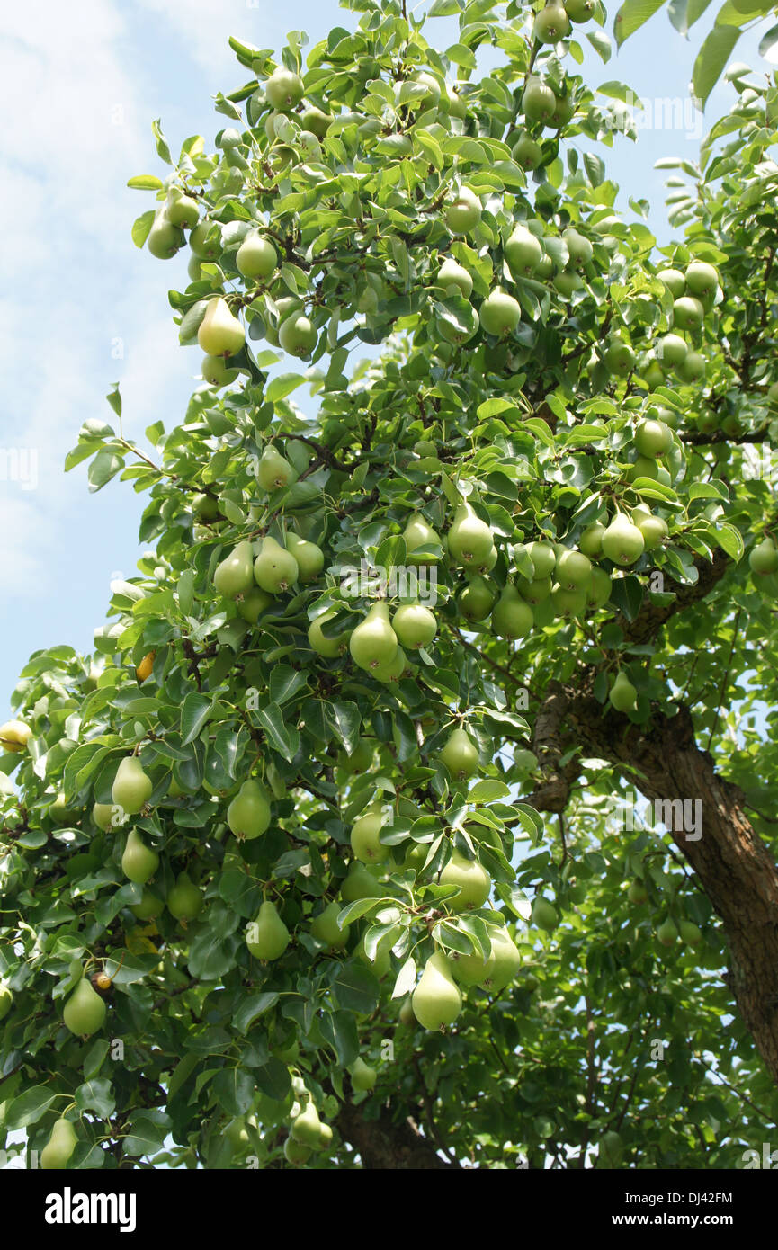 Pear tree fruit hi-res stock photography and images - Alamy