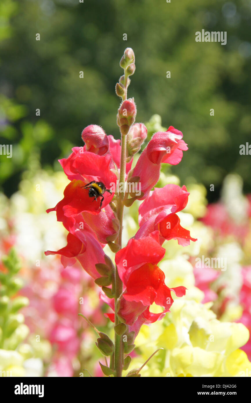 Snap dragon hi-res stock photography and images - Alamy