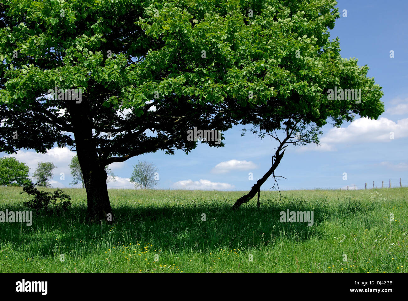 Baum eiche wiese hi-res stock photography and images - Alamy