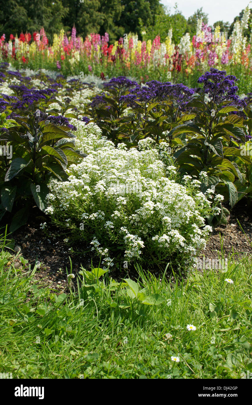 Lobularia maritima alyssum maritimum garden flower hi-res stock ...