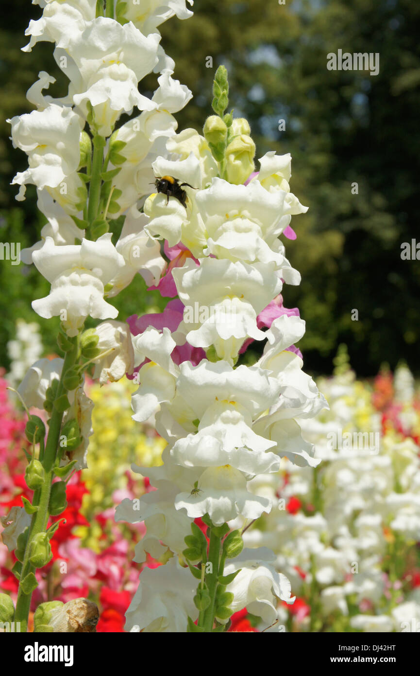 Snap dragon flowers hi-res stock photography and images - Alamy