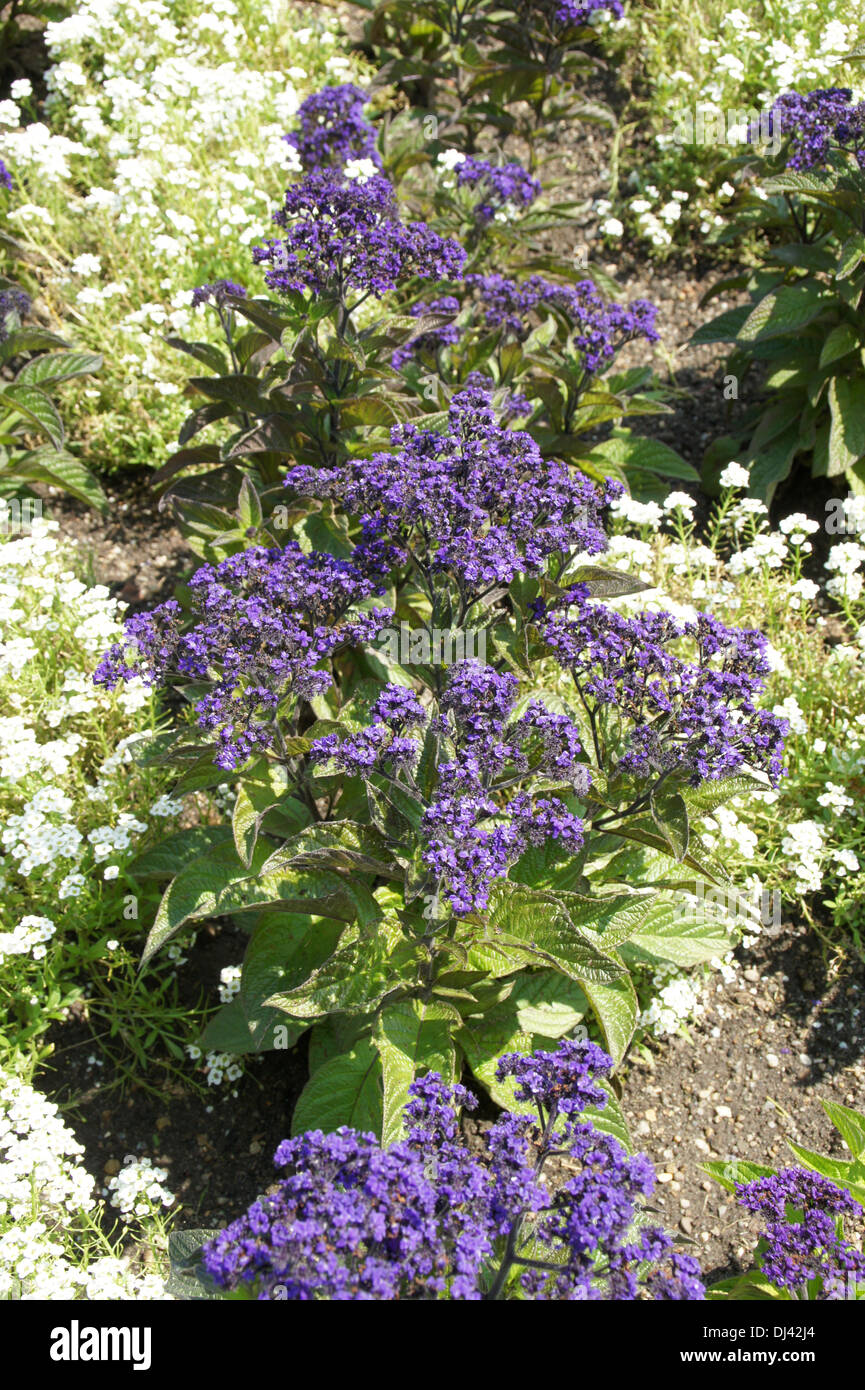 Heliotrop hi-res stock photography and images - Alamy