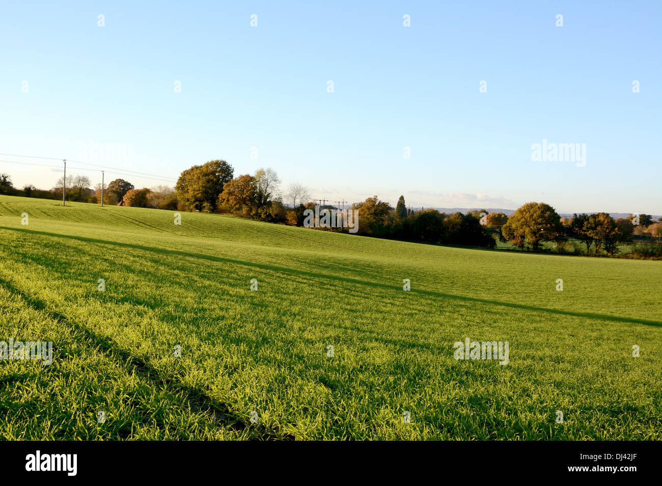 Lush green farm field in warm autumn sunlight Stock Photo - Alamy