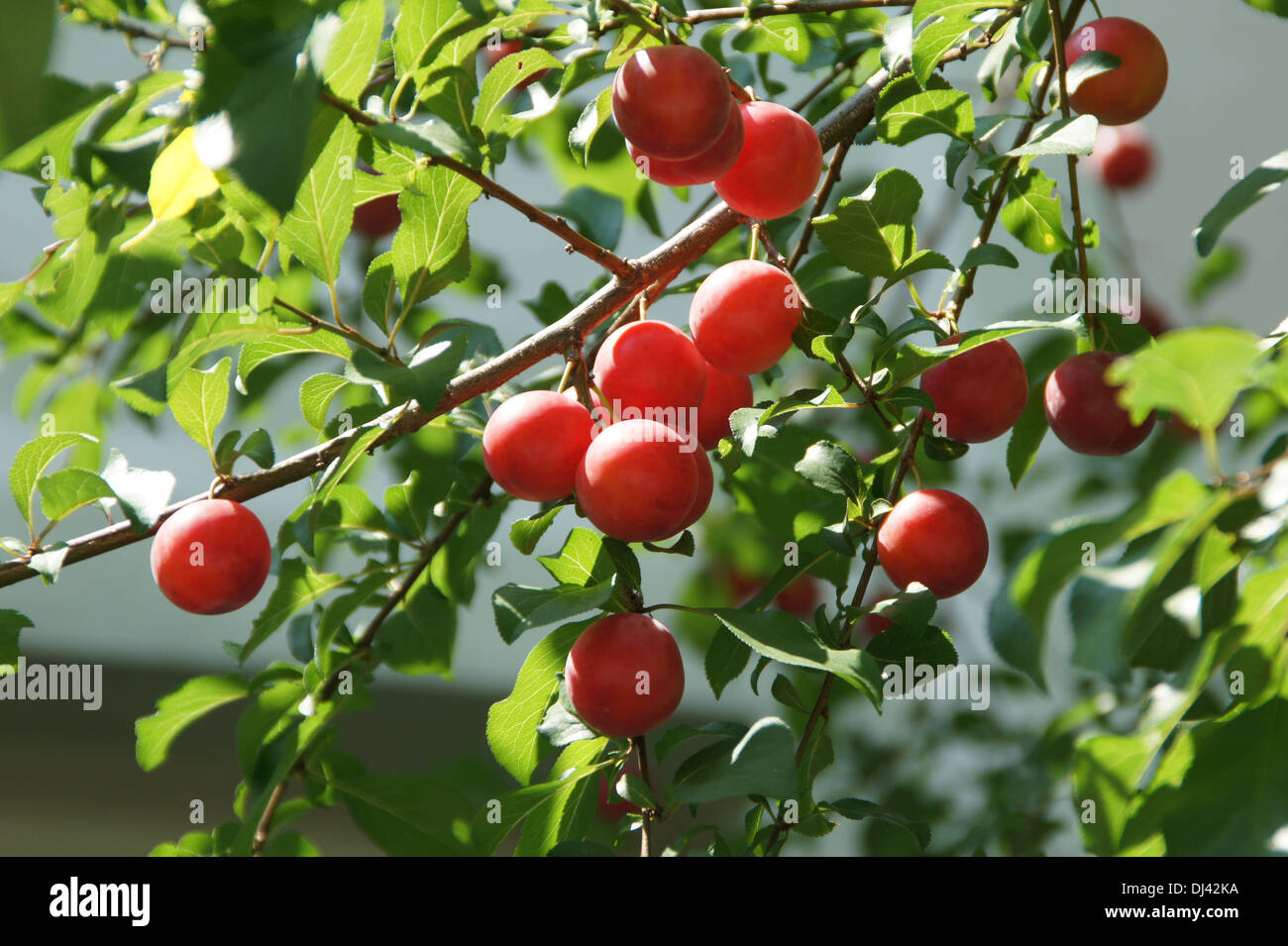 Kirschpflaumen hi-res stock photography and images - Alamy