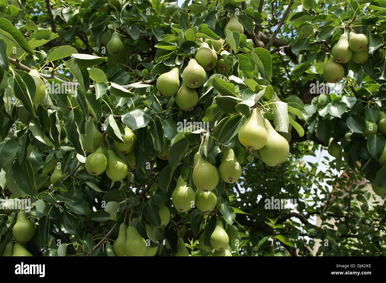 Pear tree with fruit hi-res stock photography and images - Alamy